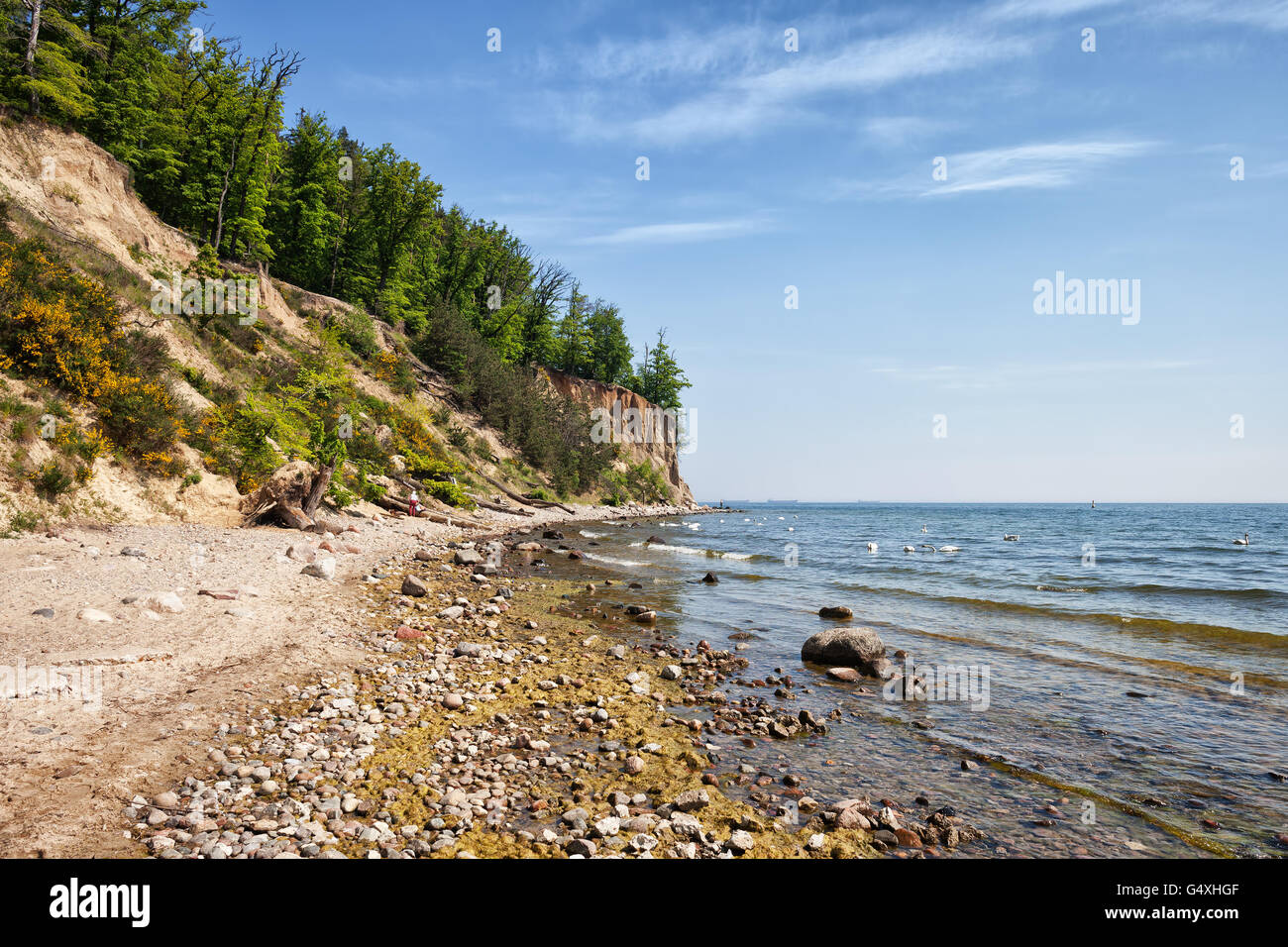 Orlowo Cliff in Gdynia, Poland, Baltic Sea coastline Stock Photo - Alamy