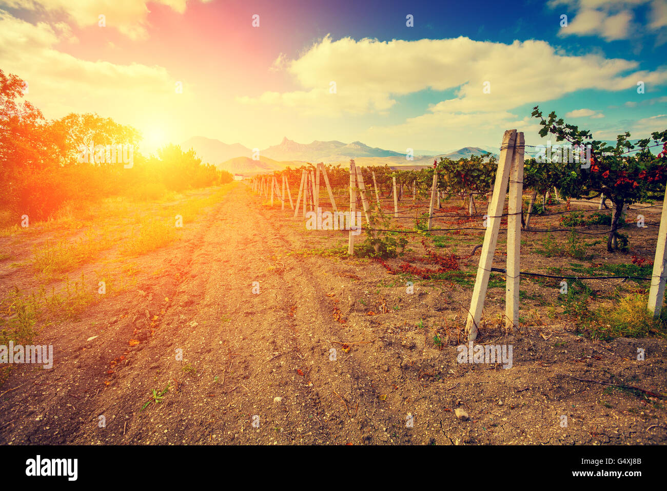 Vineyard valley hi-res stock photography and images - Alamy