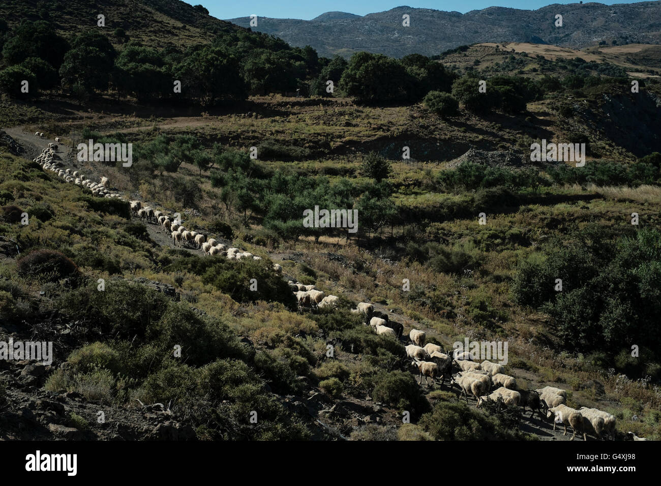 A flock of sheep in the hills surrounding the village of Anogia, on the ...