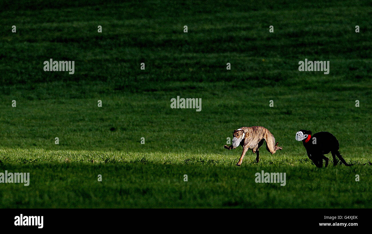 Harecoursing hi-res stock photography and images - Alamy