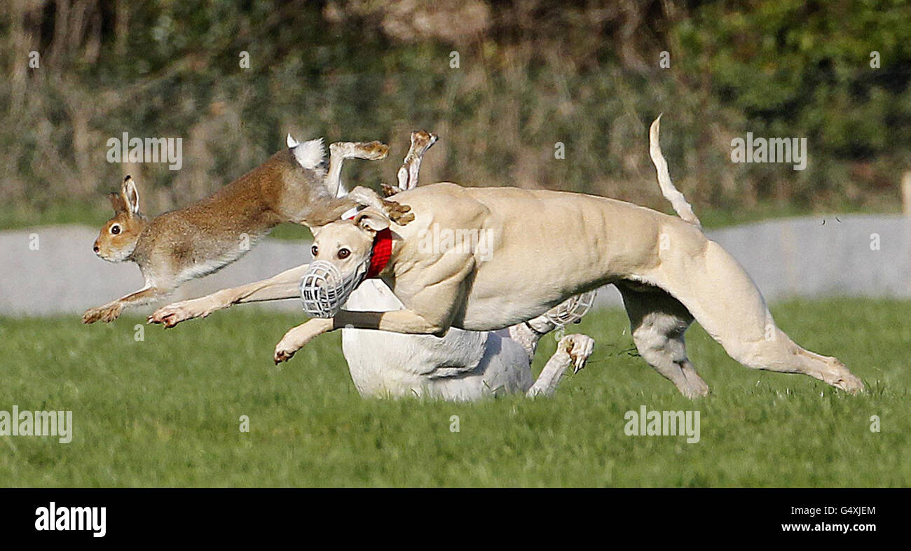 National Hare Coursing Championship Stock Photo - Alamy