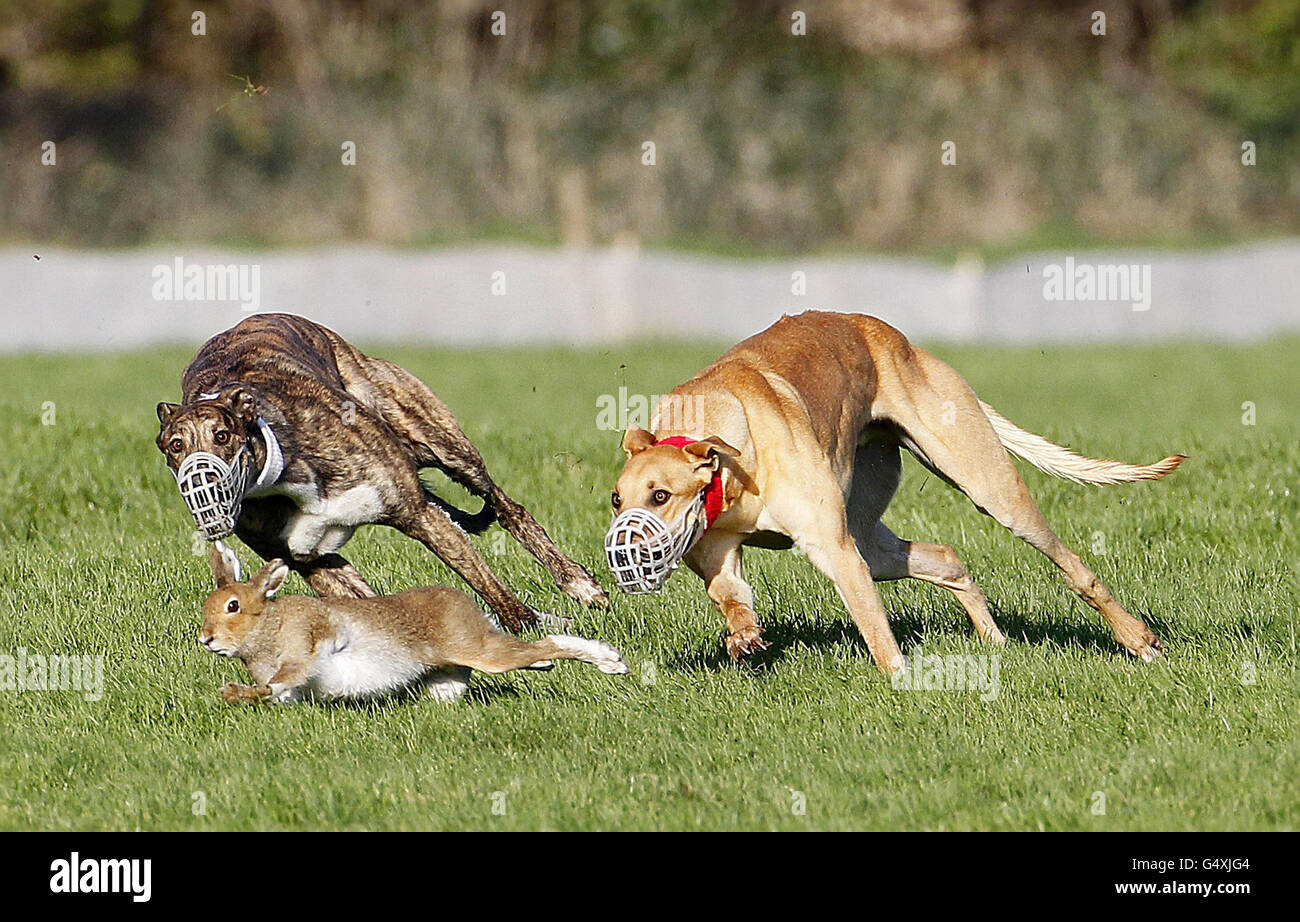 National Hare Coursing Championship Stock Photo - Alamy