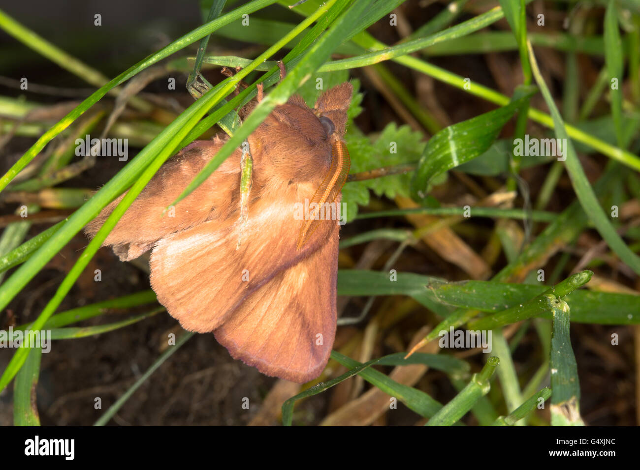 Drinker resting hi-res stock photography and images - Alamy