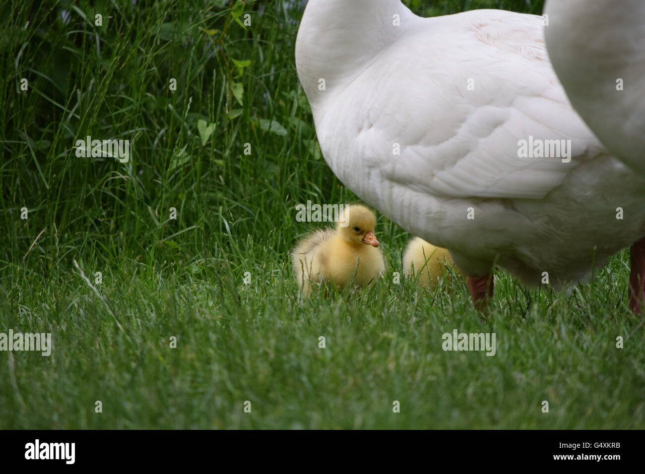 Baby hiding behind mother hi-res stock photography and images - Alamy