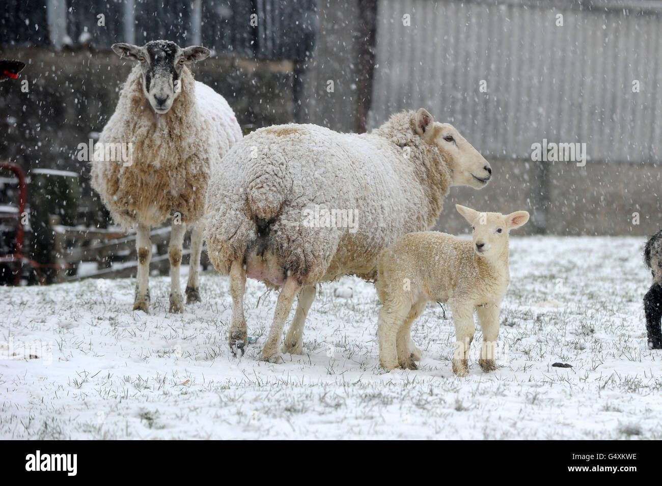 Sheep in snow near Tunstall in Yorkshire as forecasters warn of severe ...