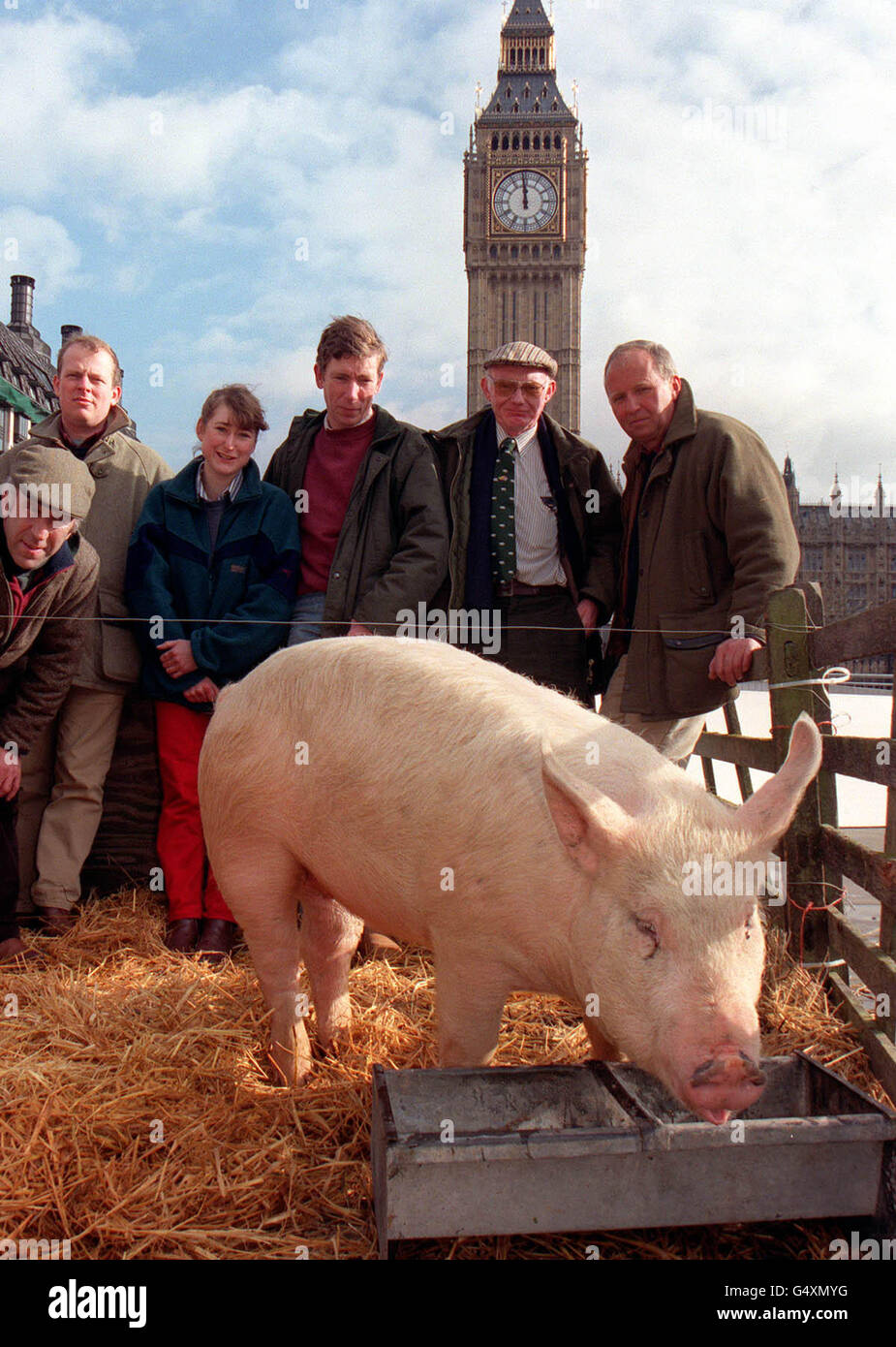 East Anglian pig farmers Stock Photo - Alamy