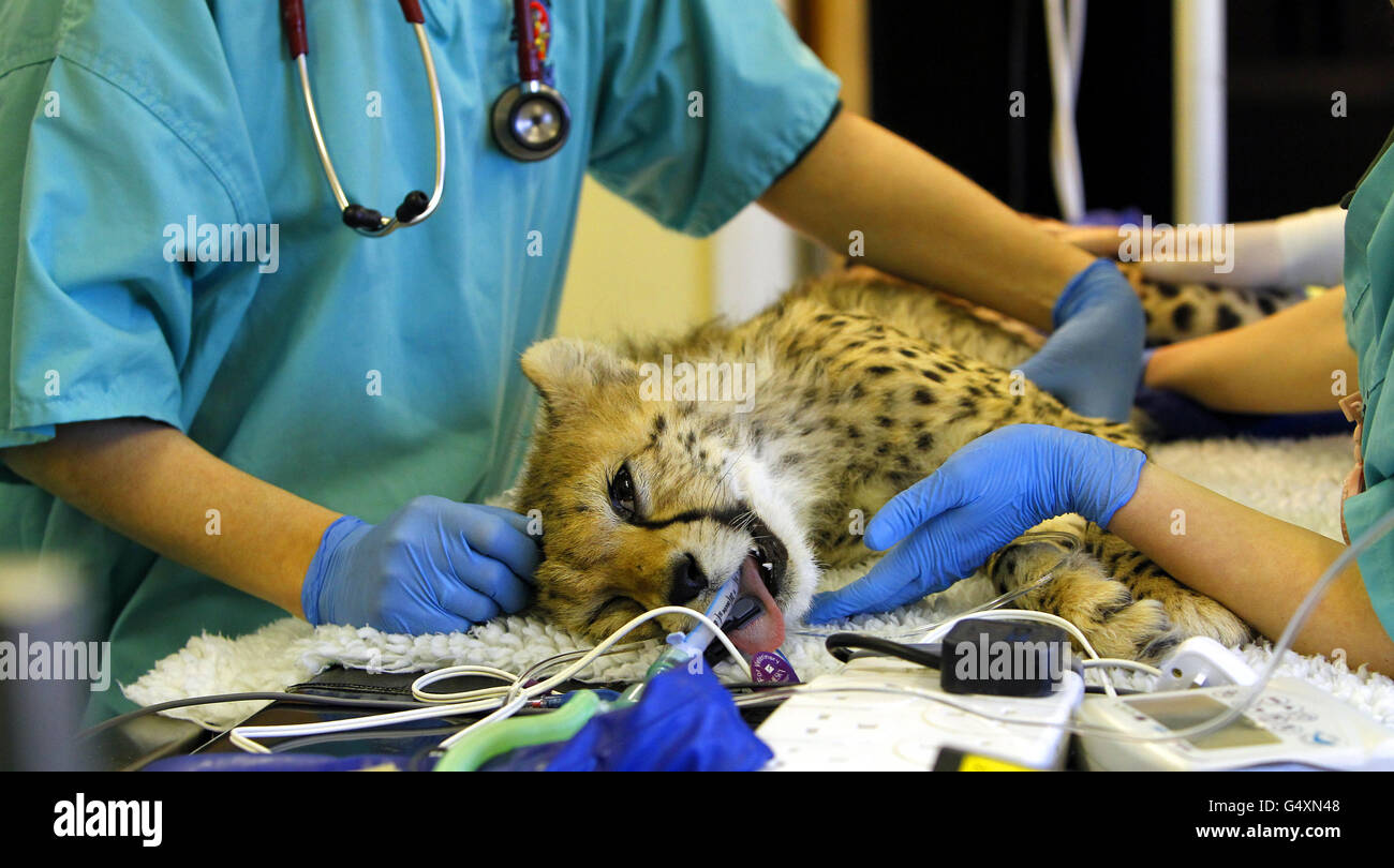 Cheetah surgery hi-res stock photography and images - Alamy