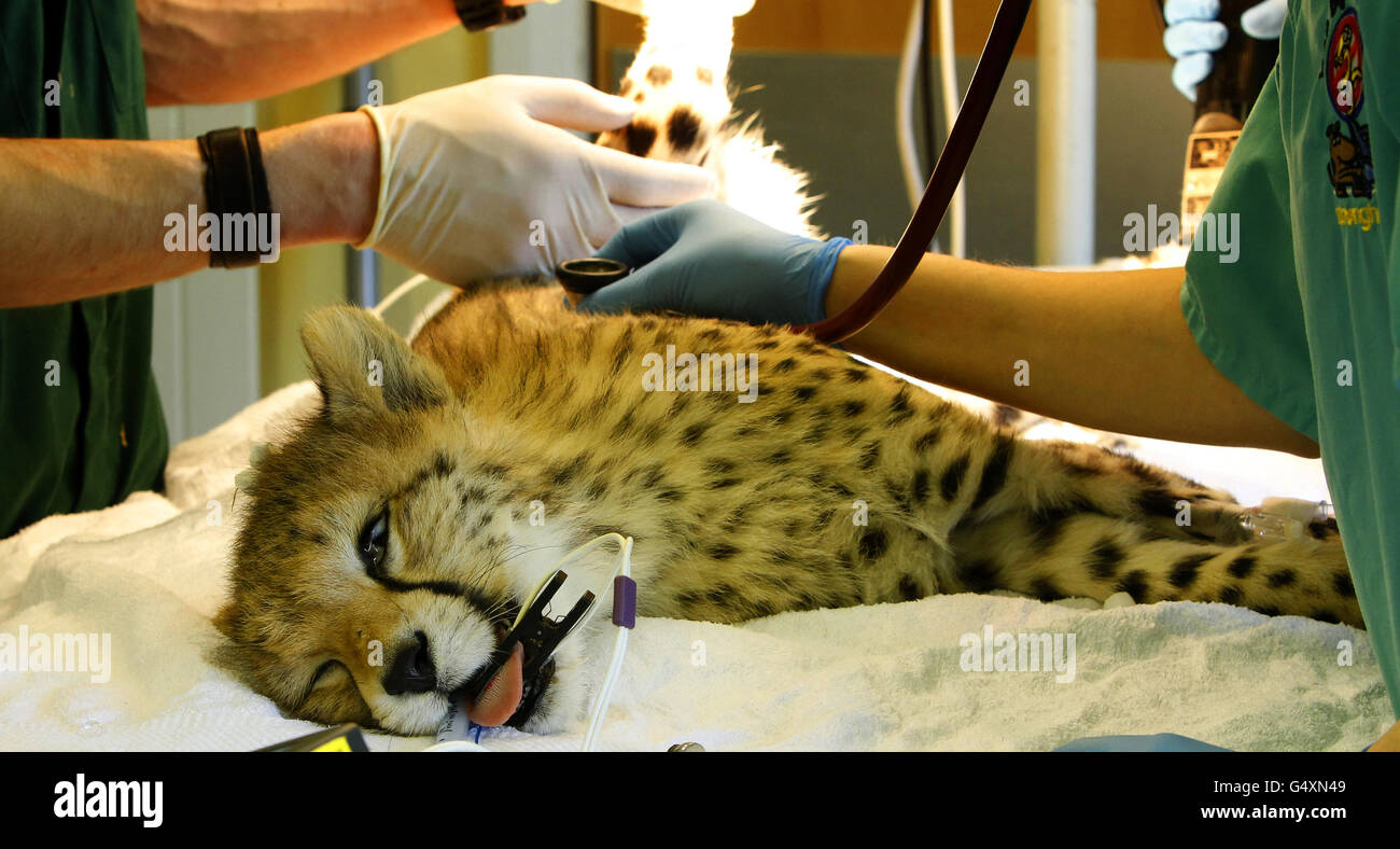 Cheetah surgery hi-res stock photography and images - Alamy
