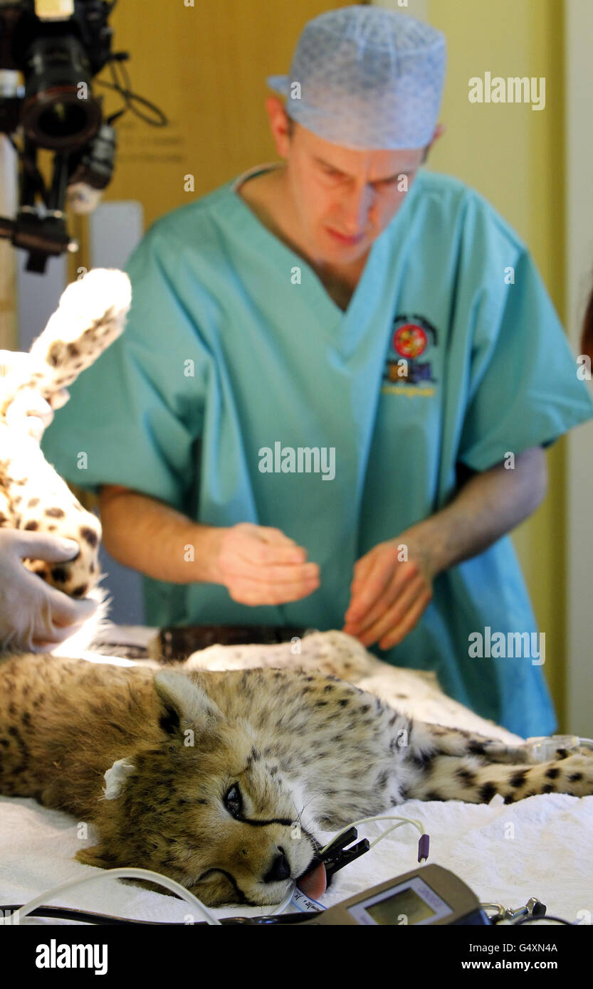 Rob Pettitt from the University of Liverpool operates on Juba the ...