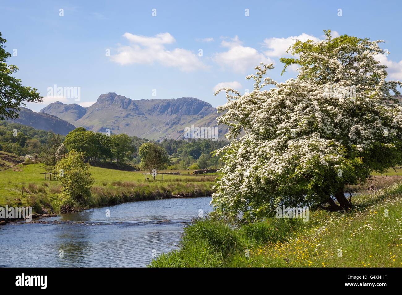 Elterwater looking towards the Langdale Pikes, The Lake District ...