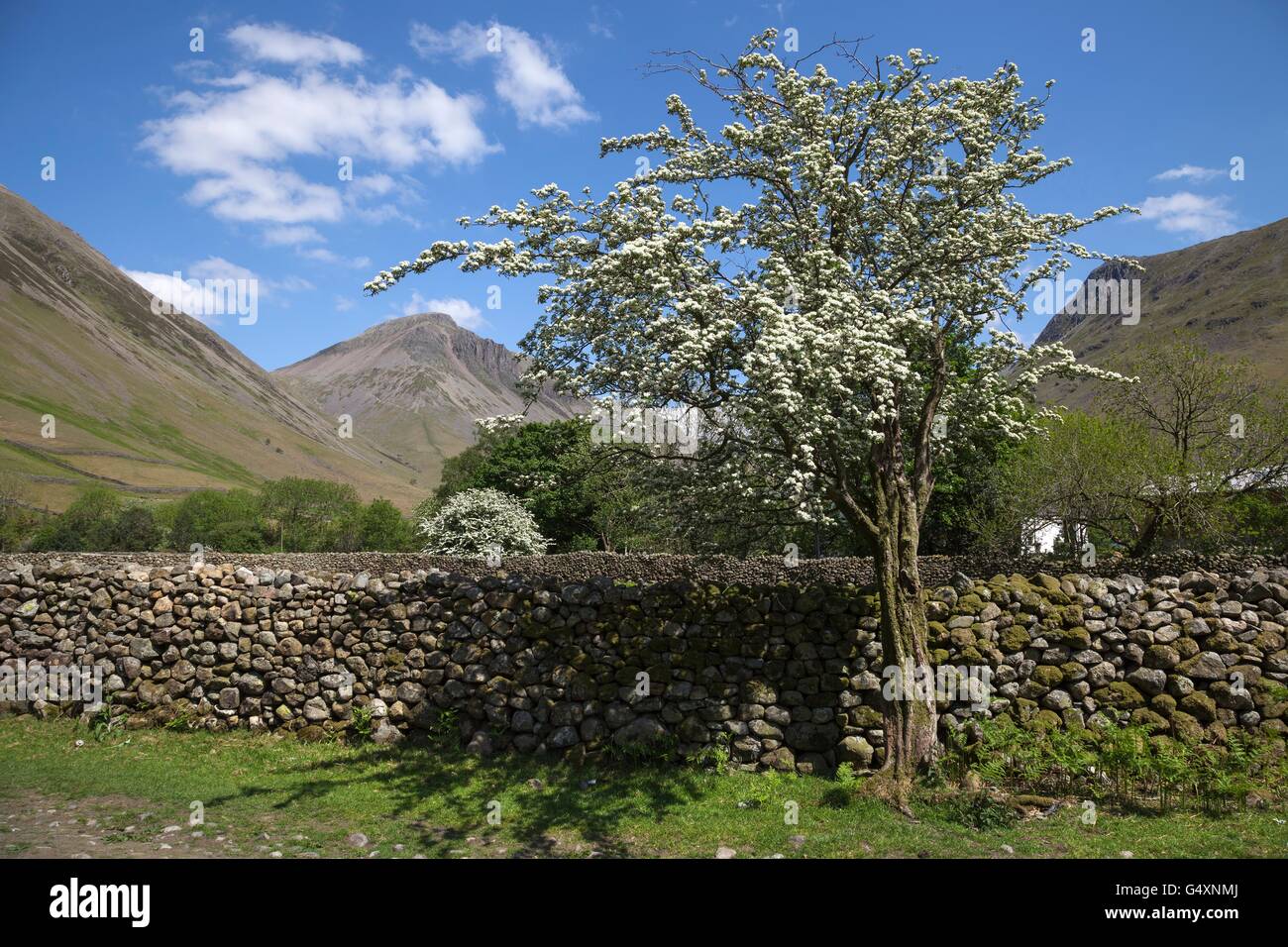 Water hawthorn hi-res stock photography and images - Alamy