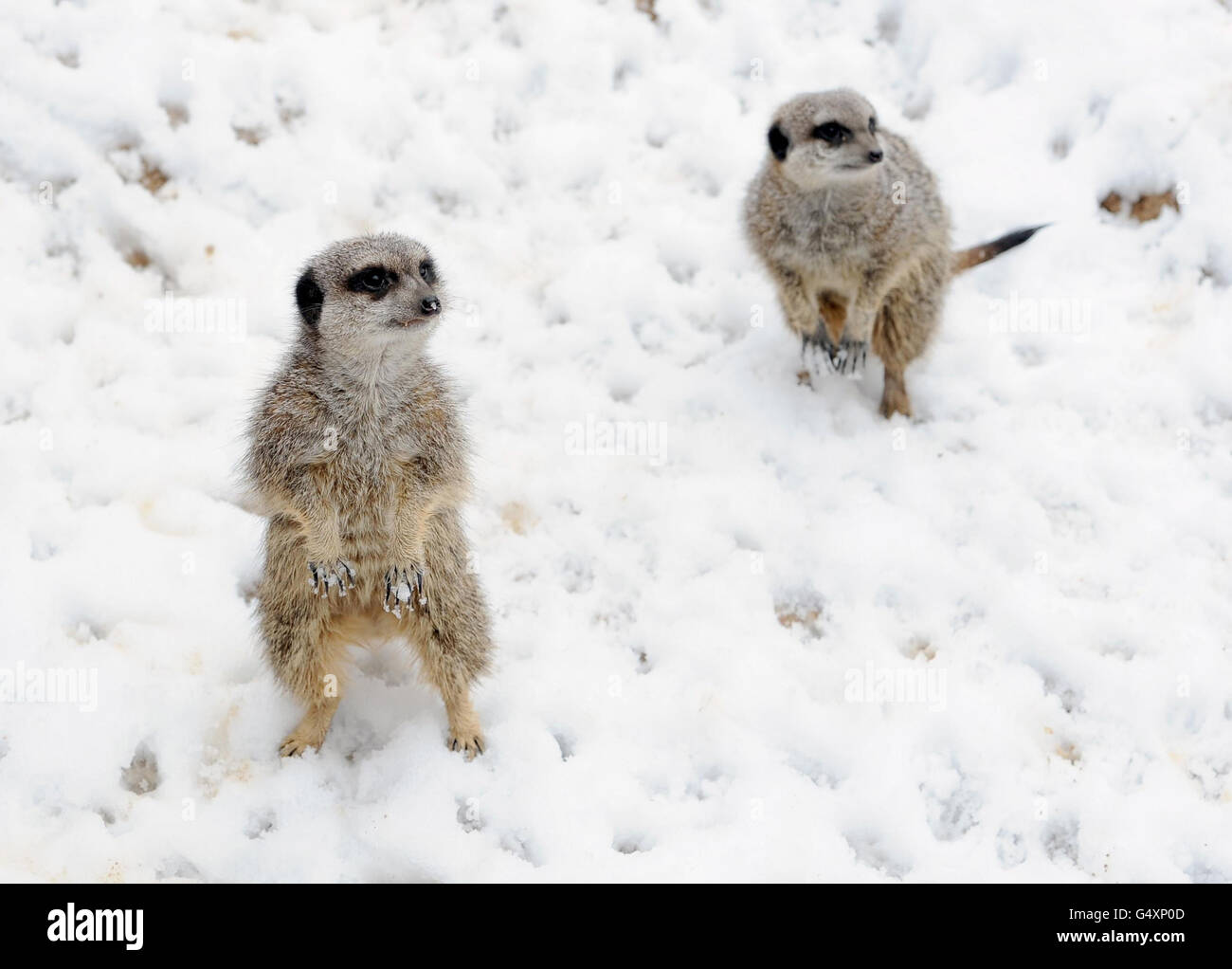 London zoo today monday hi-res stock photography and images - Alamy