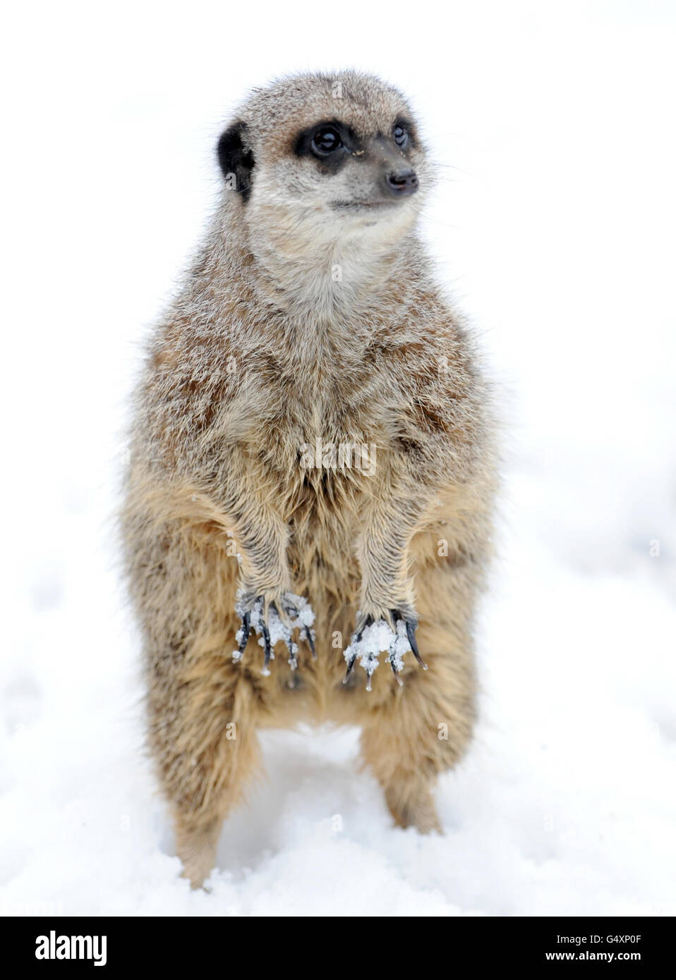 A Meerkat in the snow at London Zoo, London as freezing temperatures ...