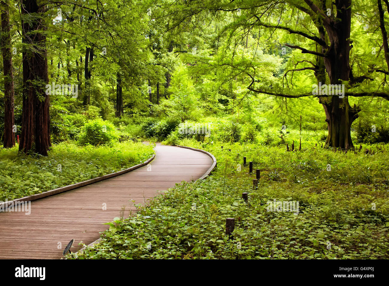 Walkway in Shinjuku garden in Tokyo Stock Photo - Alamy