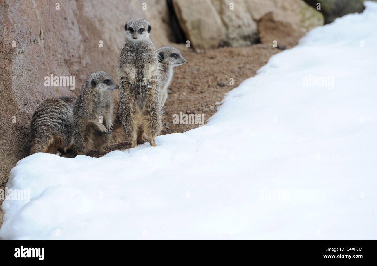 Meerkats in the snow at London Zoo, London as freezing temperatures ...