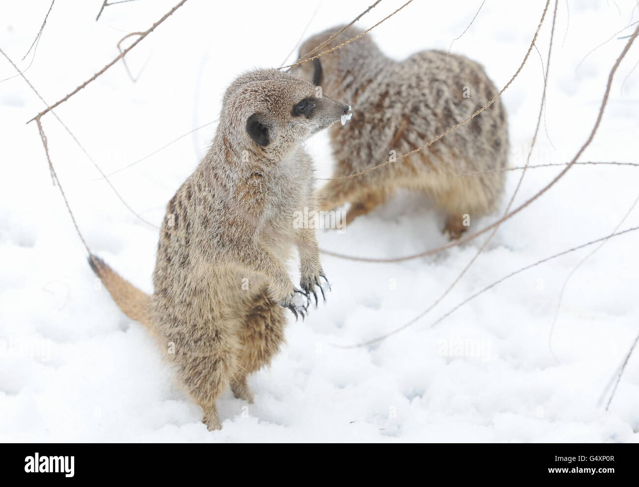 Meerkats in the snow at London Zoo, London as freezing temperatures ...