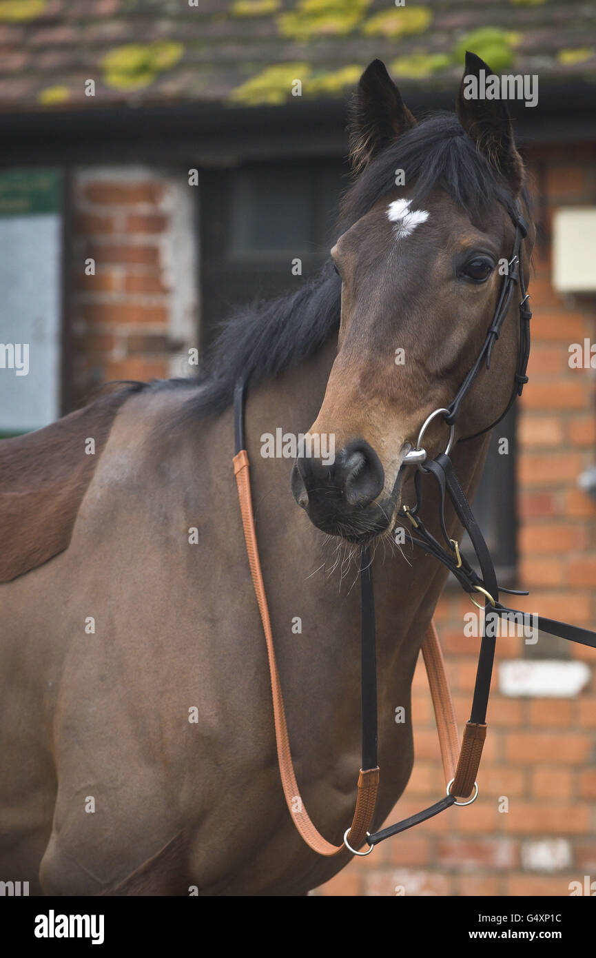 Zarkandar visit to manor farm stables hi-res stock photography and ...