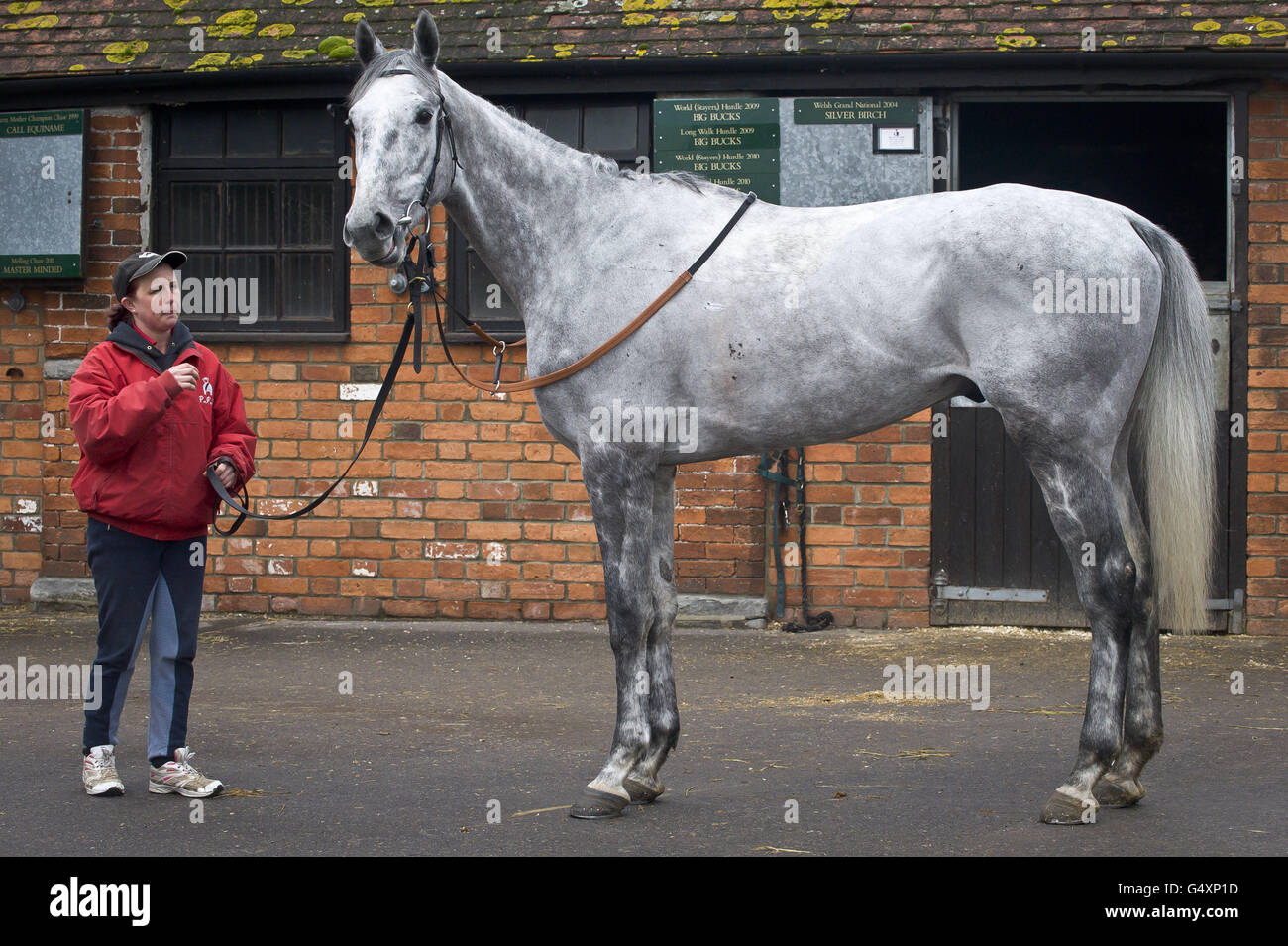 Horse Racing - Paul Nicholls Stables Visit - Manor Farm. Empire Levant ...