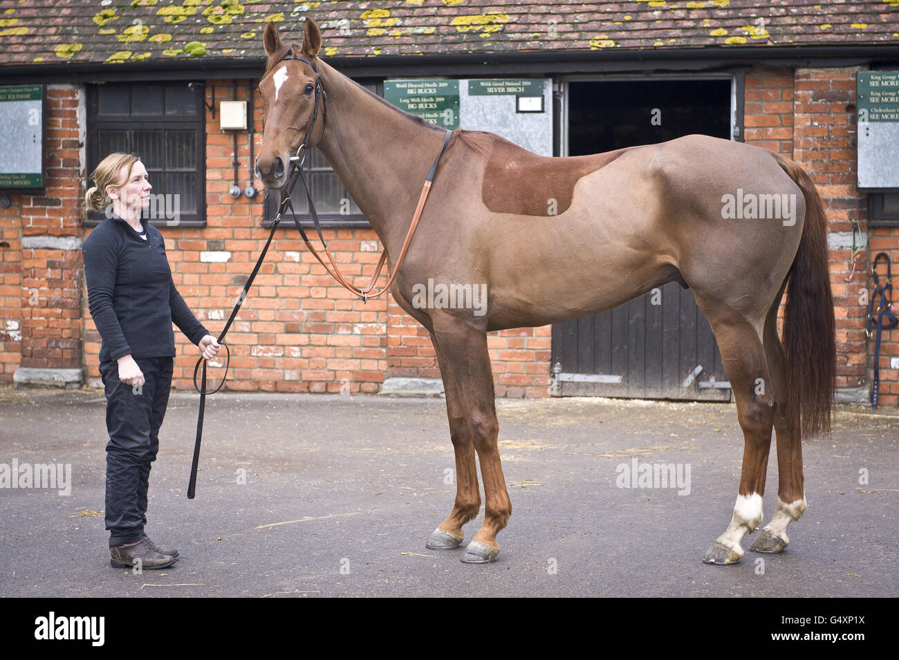 Horse racing paul nicholls stables visit manor farm hi-res stock ...