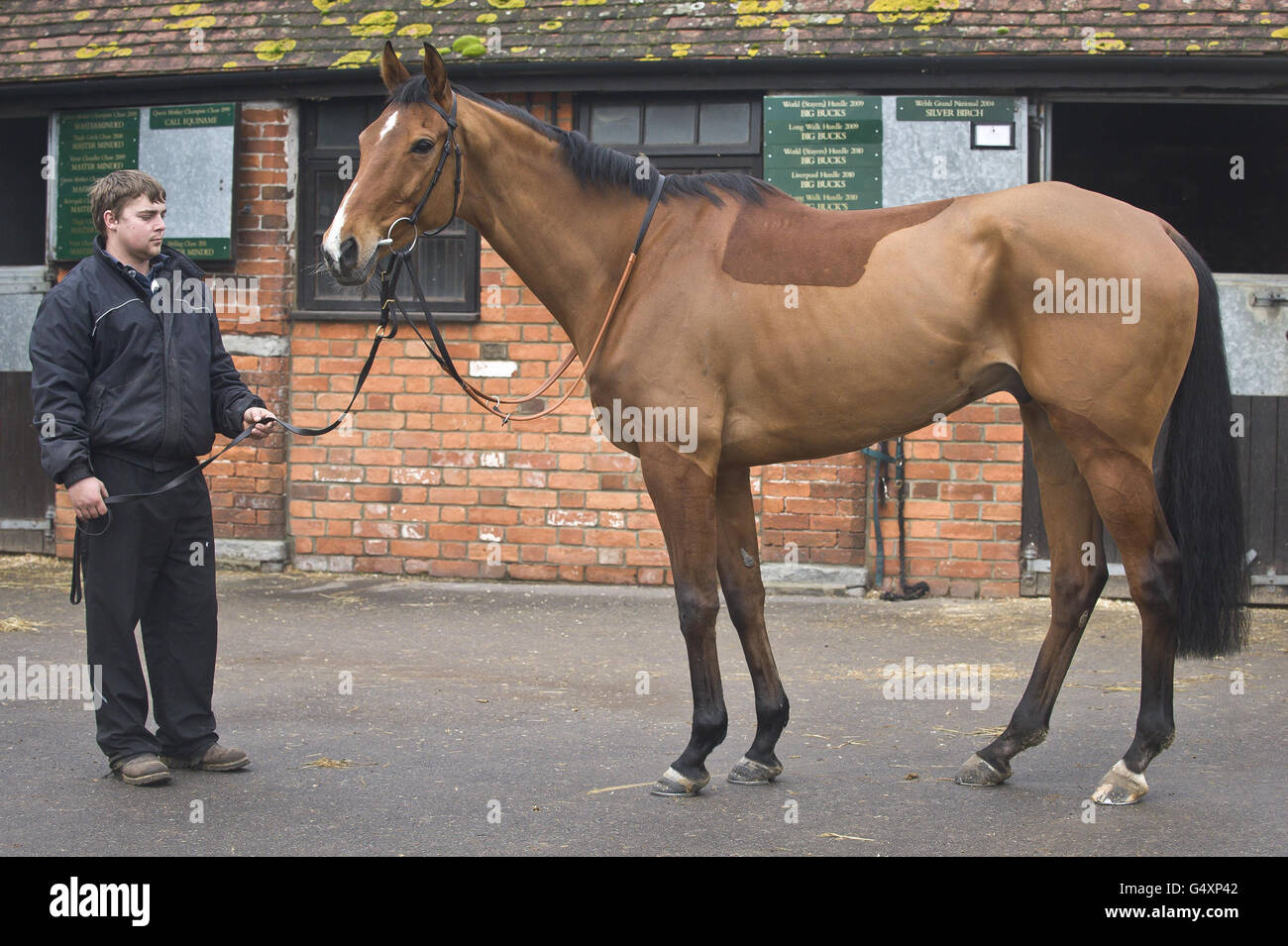 What A Friend is paraded during the visit to Paul Nicholls Stables at ...