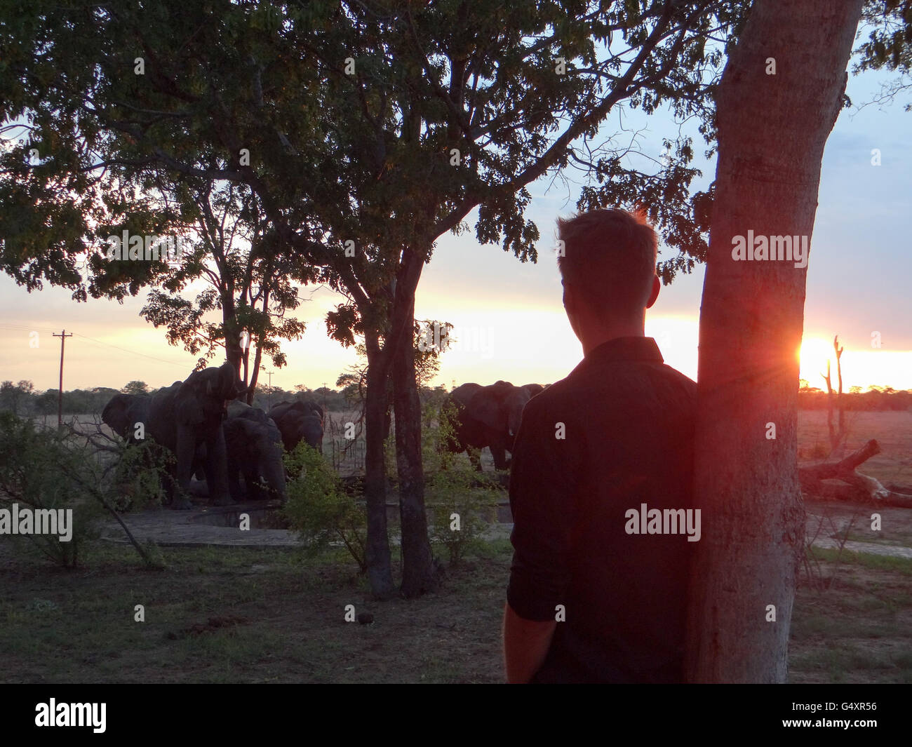 Elephant in hwange national park hi-res stock photography and images ...