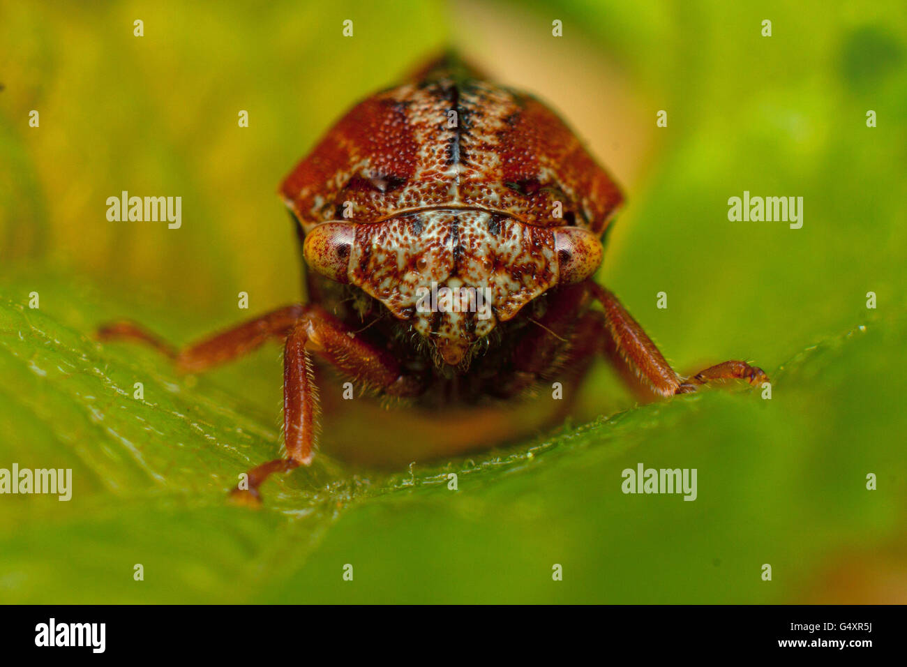 Green leaf hopper hi-res stock photography and images - Alamy