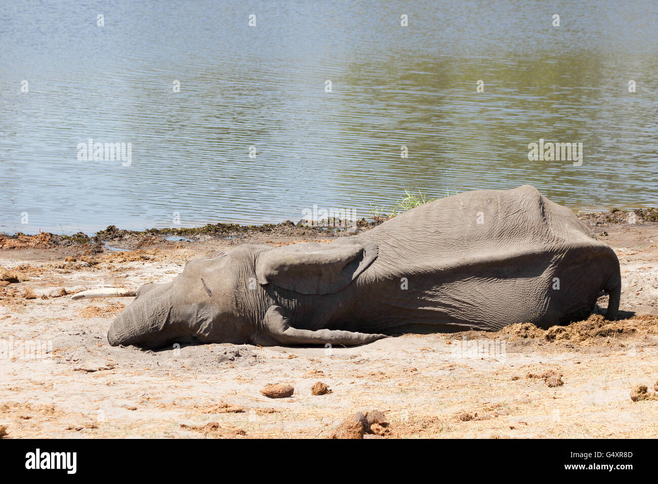 Dead elephant hi-res stock photography and images - Alamy