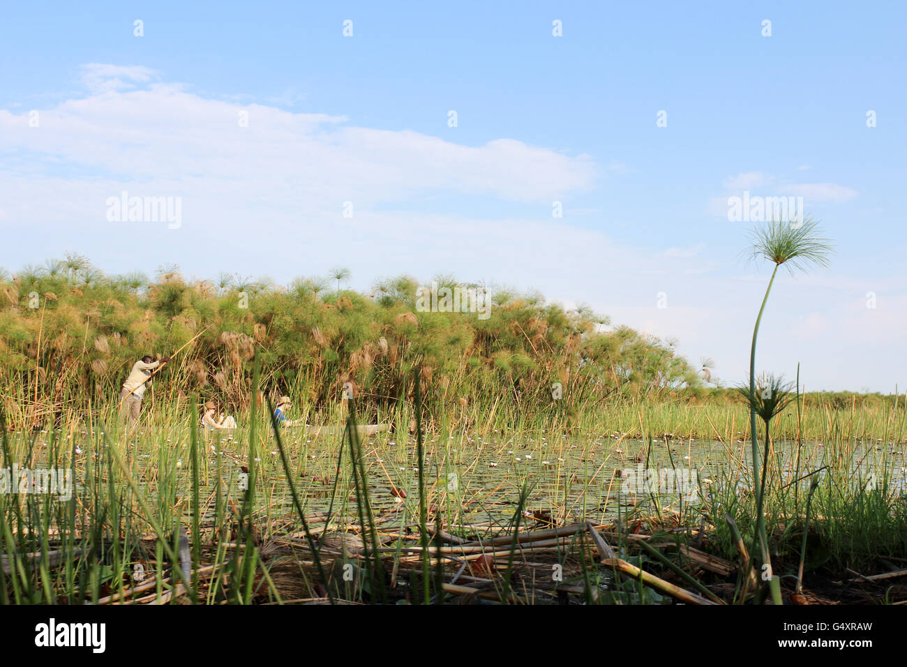 Botswana, Northwest, Ngamiland North, Okavango Delta, On Mokoro ...