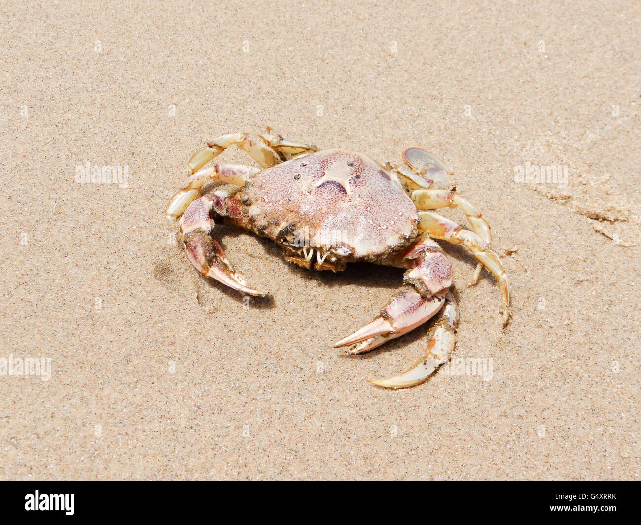 Large edible rock crab hi-res stock photography and images - Alamy