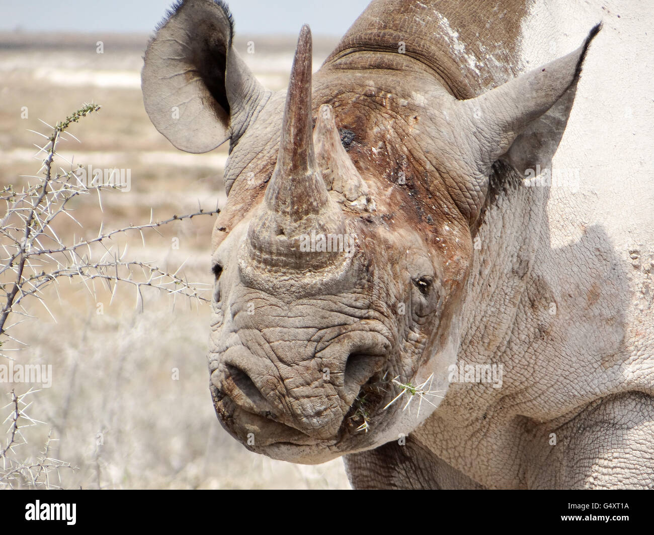 Namibia, Oshikoto, Etosha National Park, Big Five - Close-up of a black ...