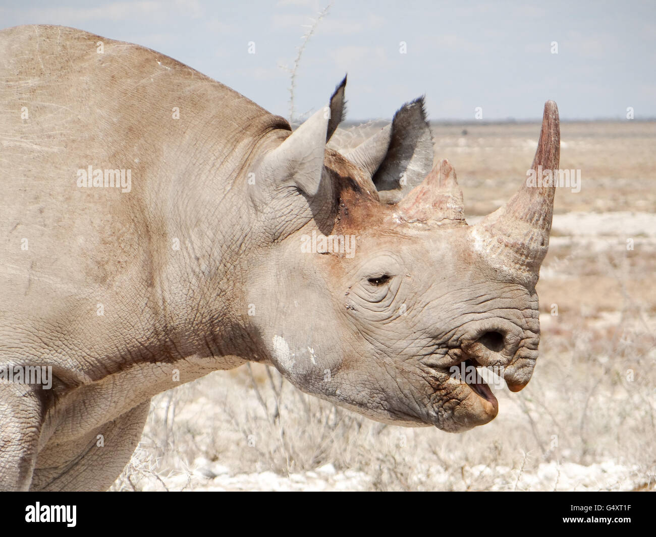 Namibia, Oshikoto, Etosha National Park, Big Five - Close-up of a black ...