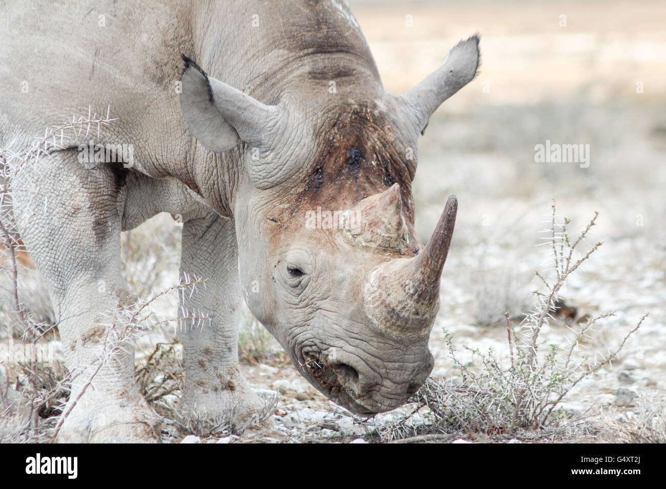 Etosha close up rhino hi-res stock photography and images - Alamy