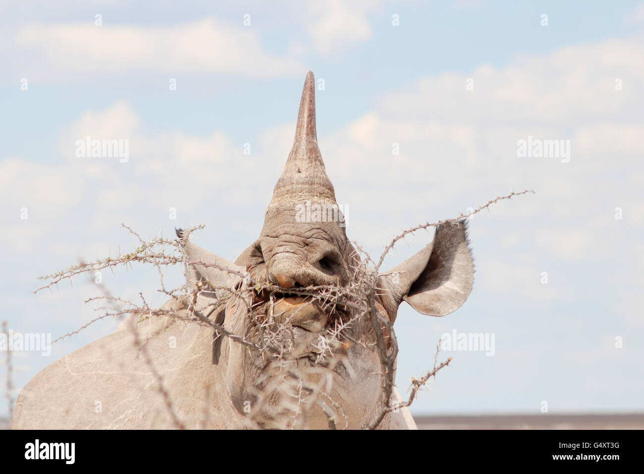 Namibia, Oshikoto, Etosha National Park, Big Five - Close-up of a black ...