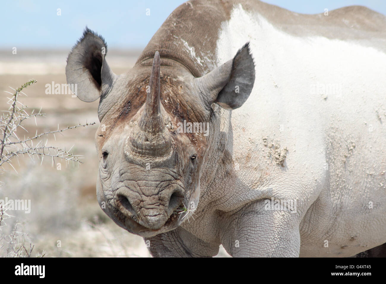 Namibia, Oshikoto, Etosha National Park, Big Five - Close-up of a black ...