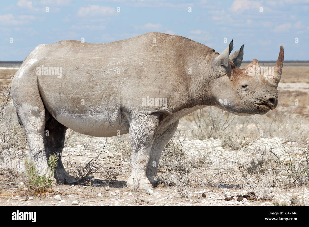 Namibia, Oshikoto, Etosha National Park, Big Five - black rhino Stock ...