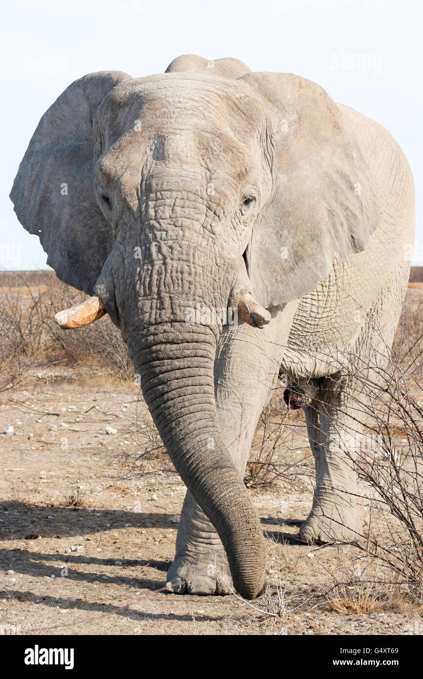 Namibia, Oshikoto, Etosha National Park, Big Five - Elephant Bull Stock ...