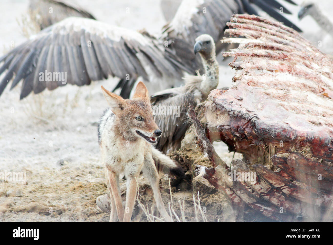 Namibia, Oshikoto, Etosha National Park, goose vulture, scavenger on ...