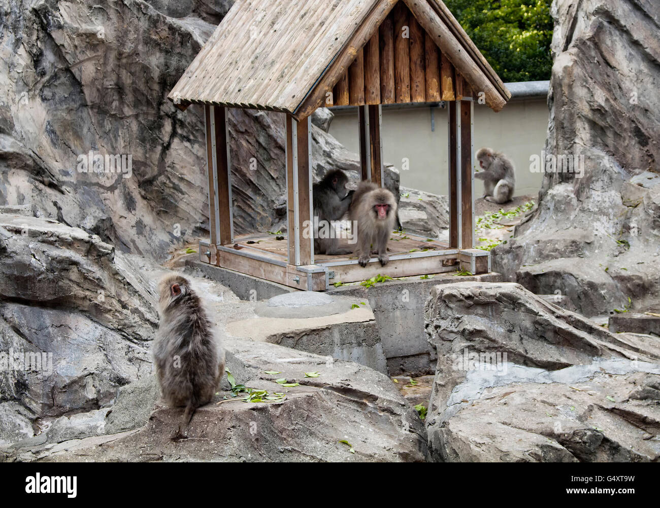 Macaque hand hi-res stock photography and images - Alamy