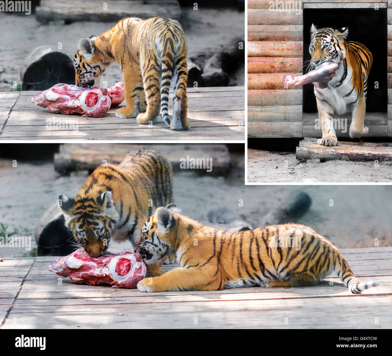 Tiger cub eating hi-res stock photography and images - Alamy