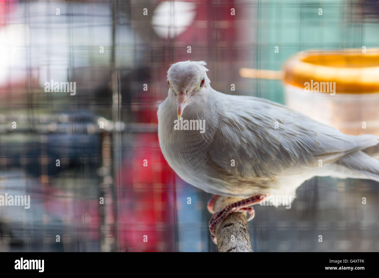 Indonesia, Java, Yogyakarta, dove in cage in Yogyakarta Stock Photo - Alamy