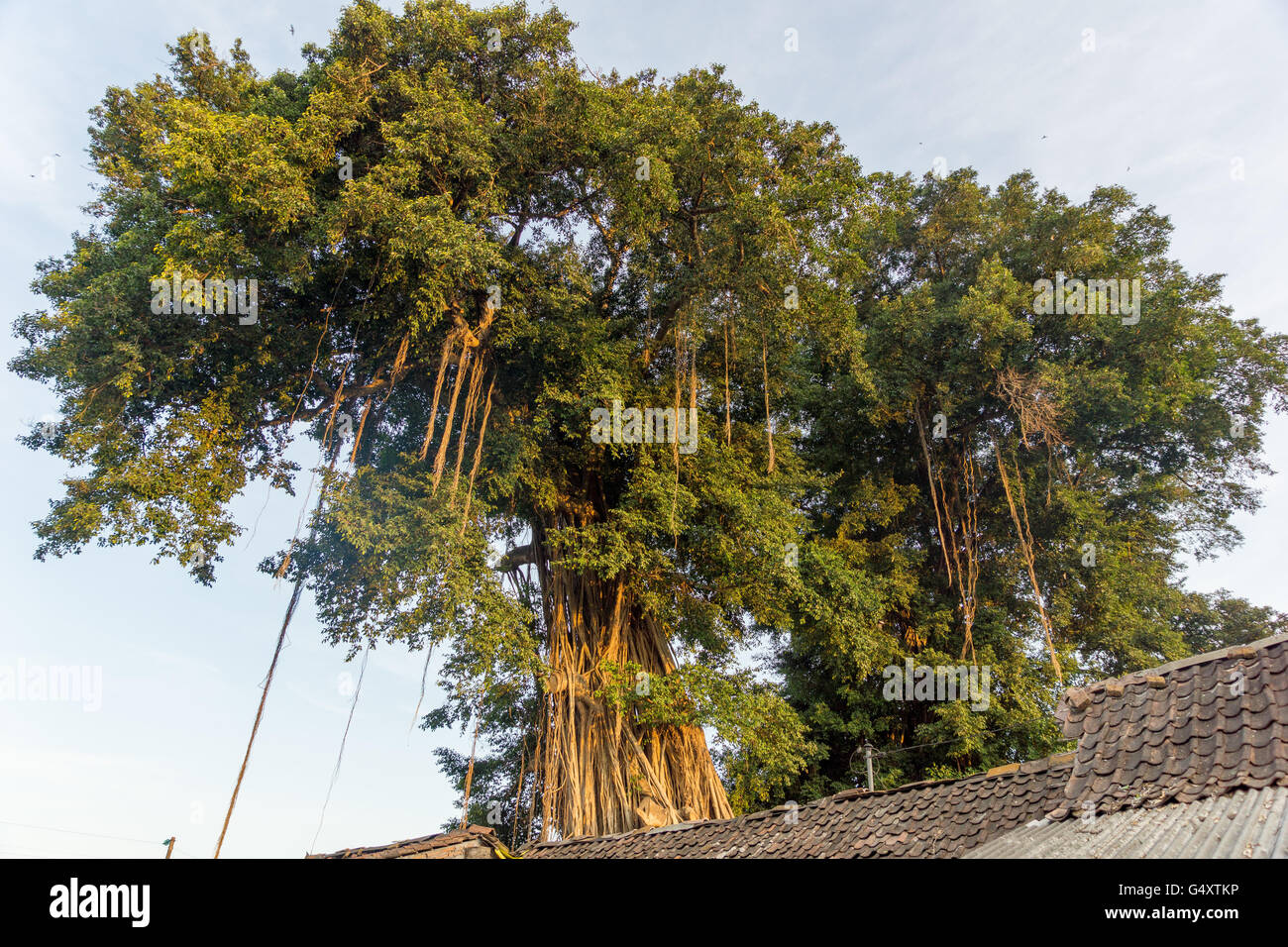 Indonesia, Java, Yogyakarta, tree in Yogyakarta Stock Photo - Alamy