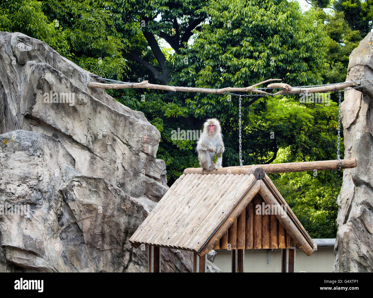 Japanese macaque japan hi-res stock photography and images - Alamy