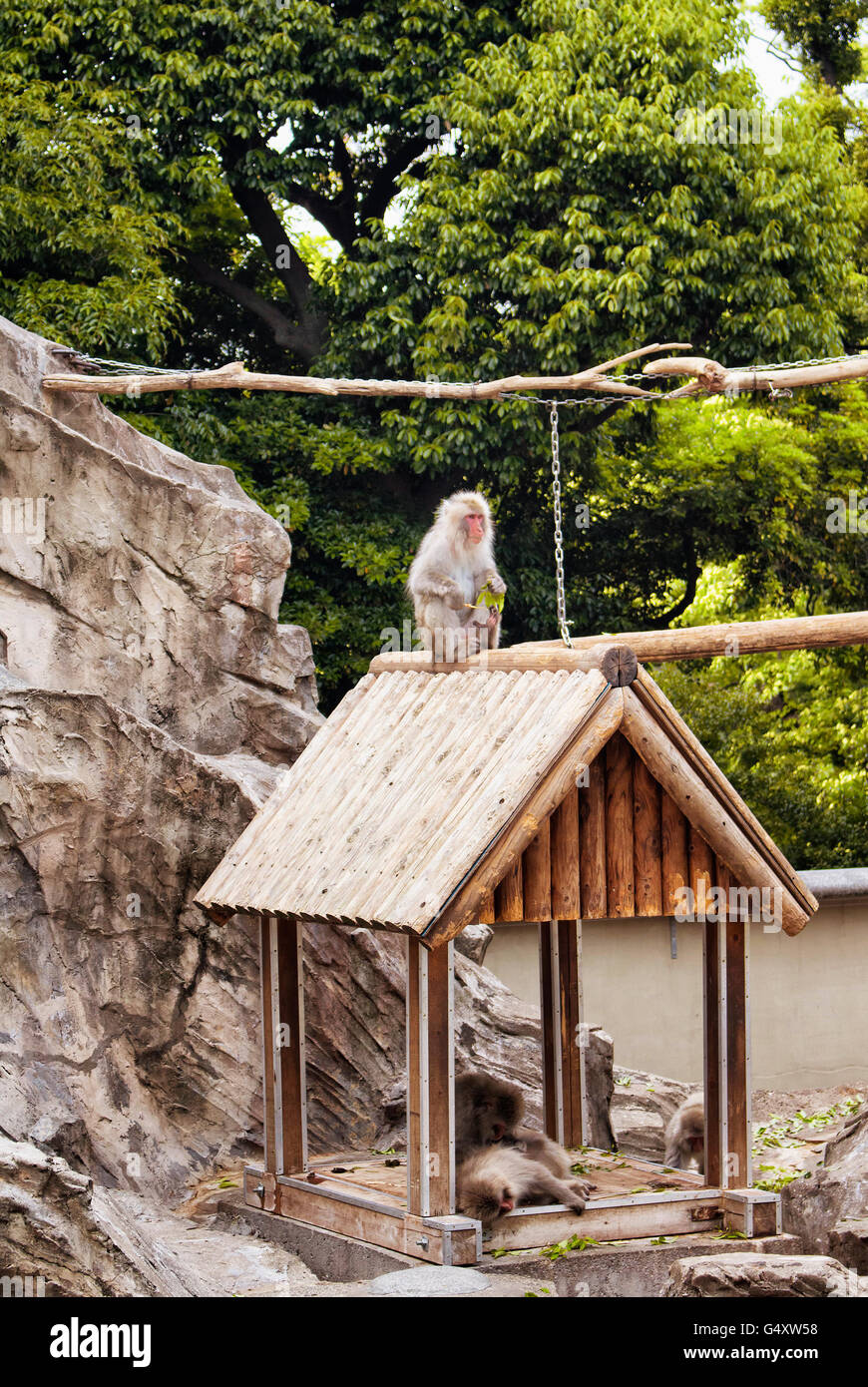Macaque hand hi-res stock photography and images - Alamy
