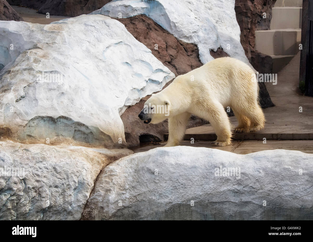 Fake bear hi-res stock photography and images - Alamy