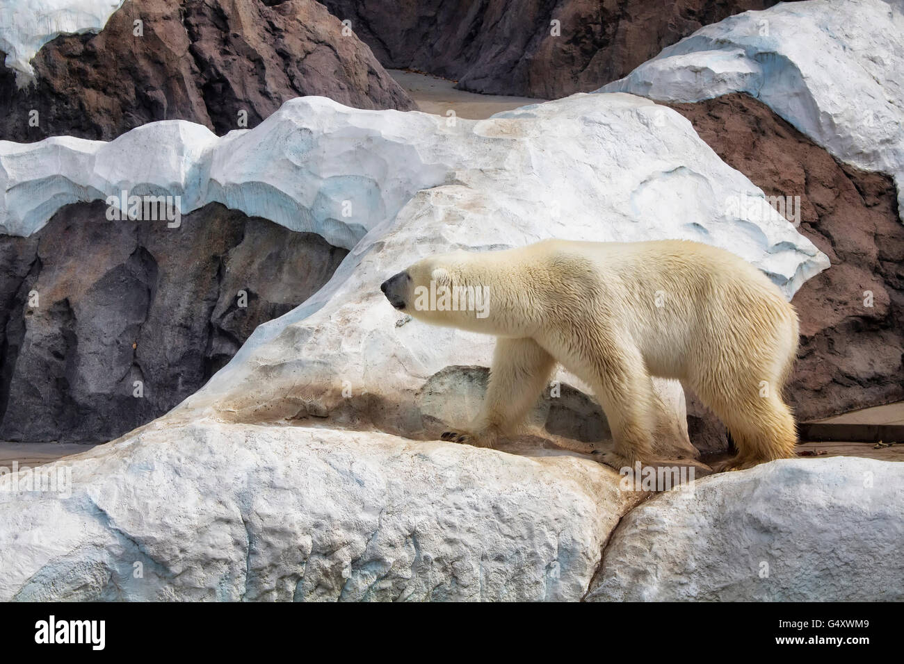 Fake bear hi-res stock photography and images - Alamy