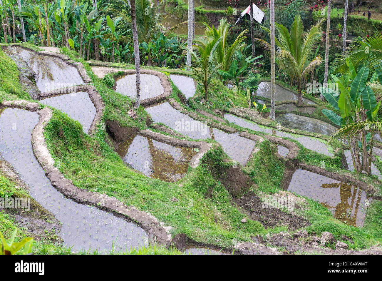 Indonesia, Bali, Gianyar, Tegallalang, Irrigated rice terraces Stock ...