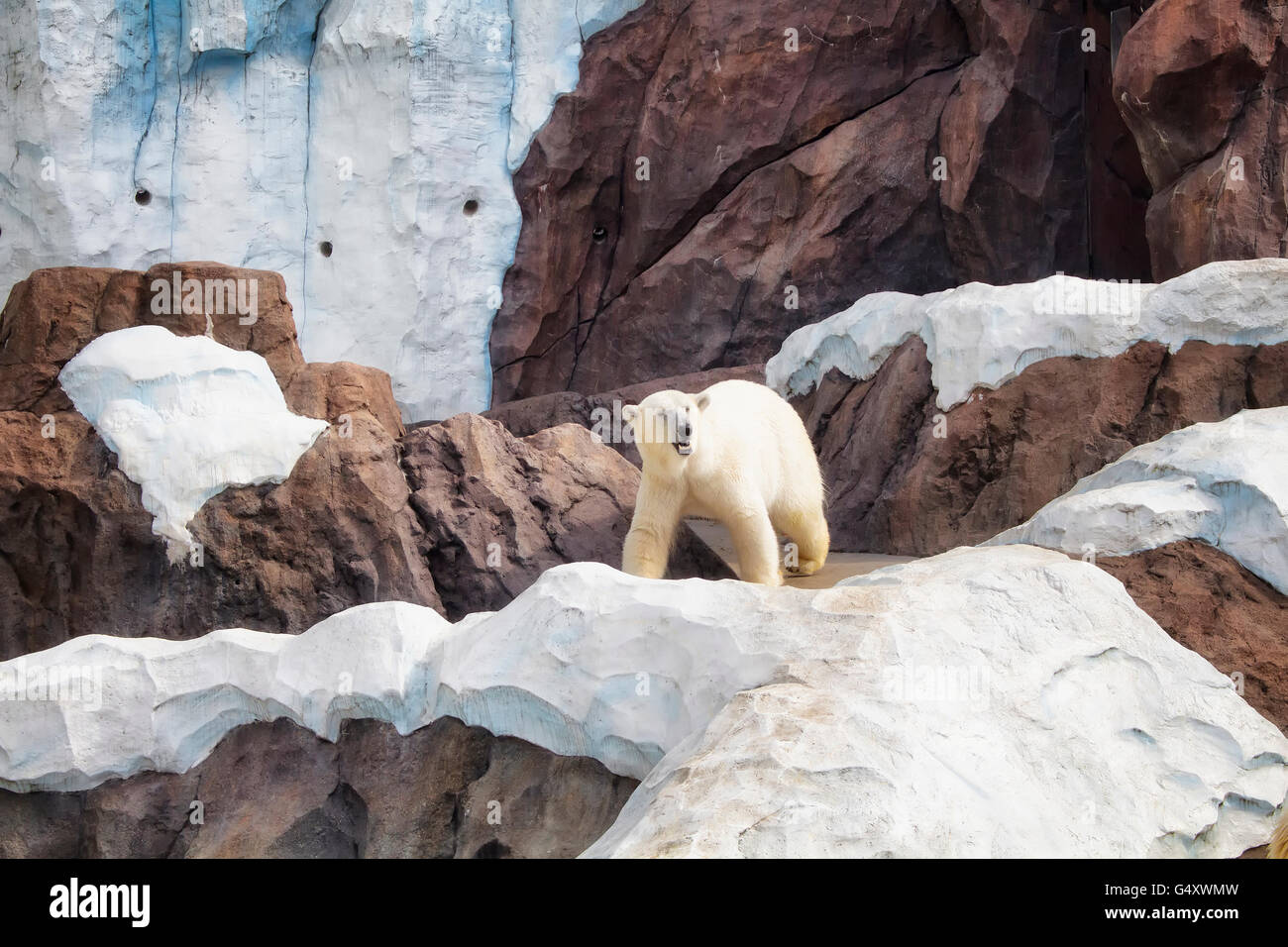 Fake bear hi-res stock photography and images - Alamy