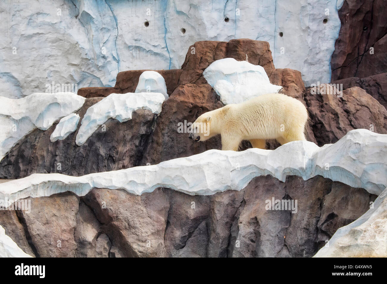 Fake bear hi-res stock photography and images - Alamy