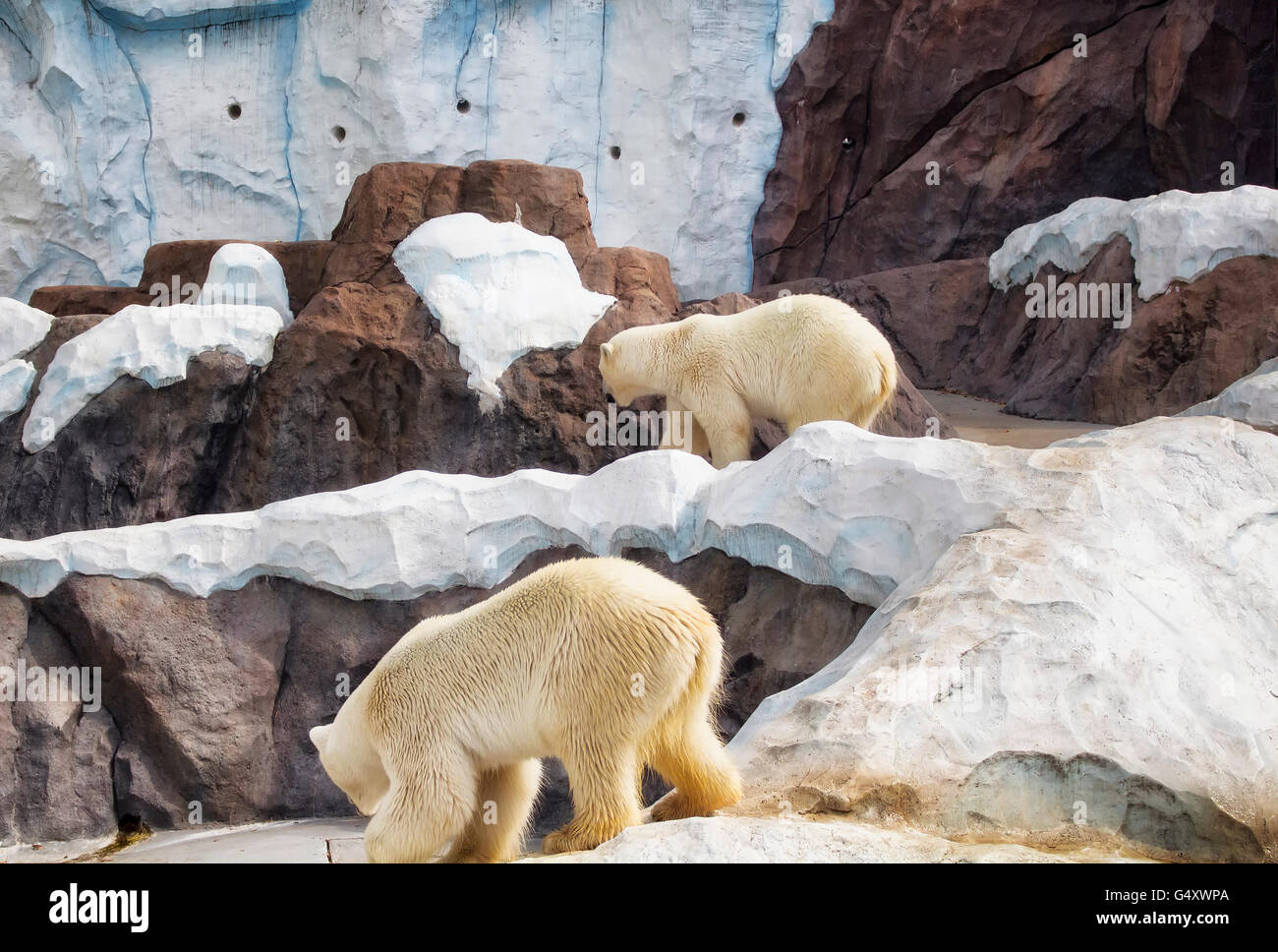 Fake polar bear hi-res stock photography and images - Alamy