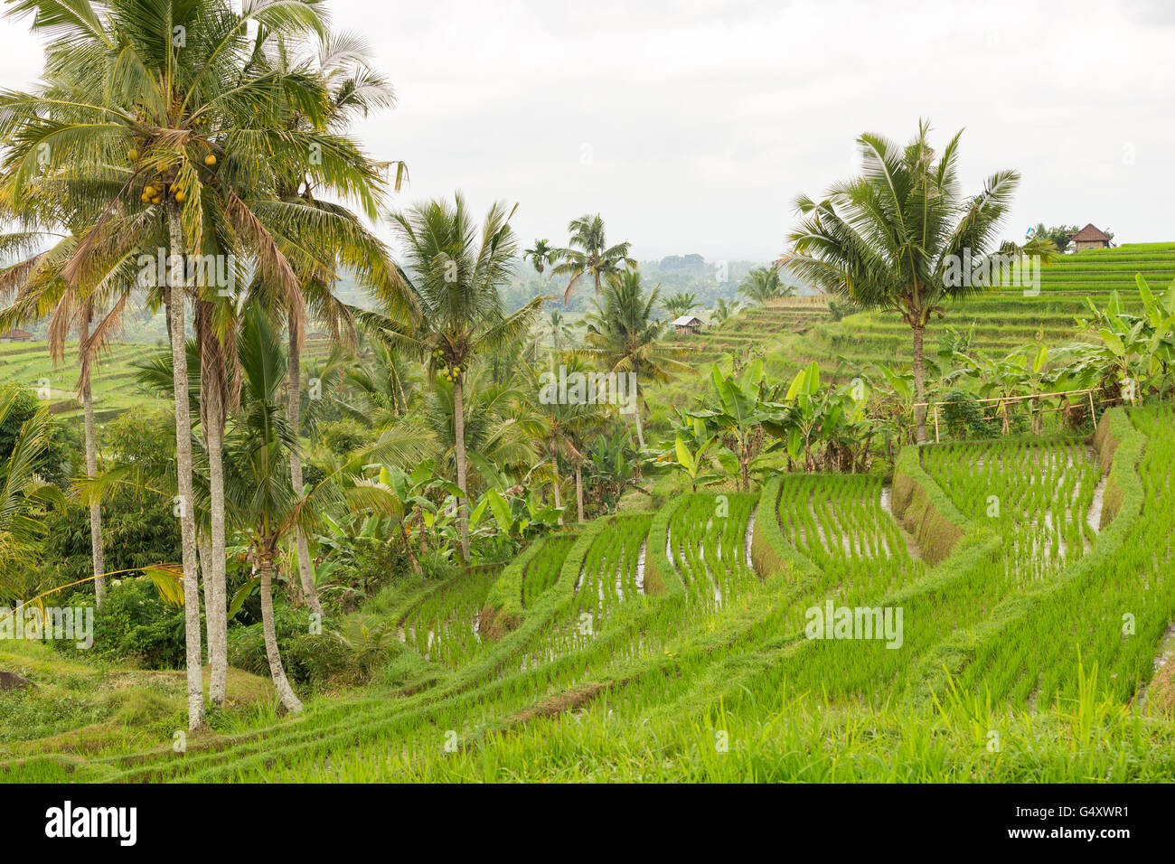 Indonesia, Bali, Tabanan, rice terraces, rice fields Bali Stock Photo ...
